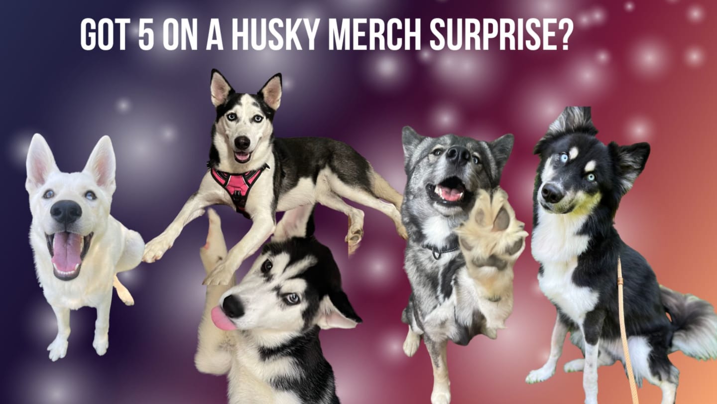 Got Five on A Husky Merch Surprise