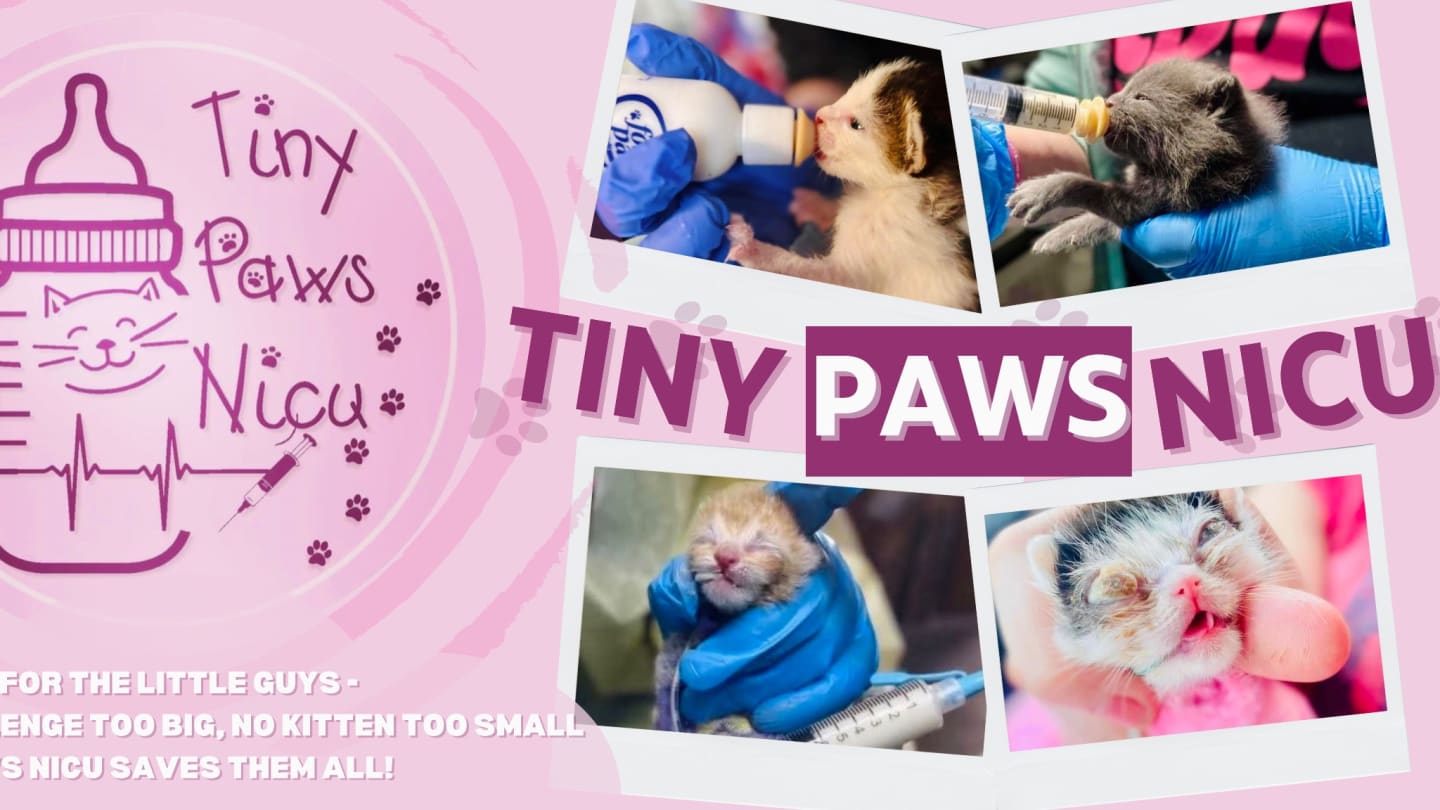 Sponsor a TPN Spay/Neuter