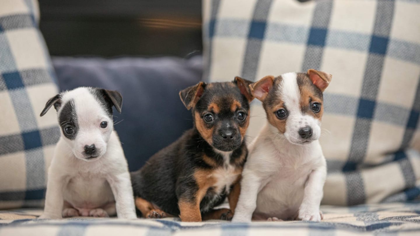 Sponsor a Dogs Adoption Fee