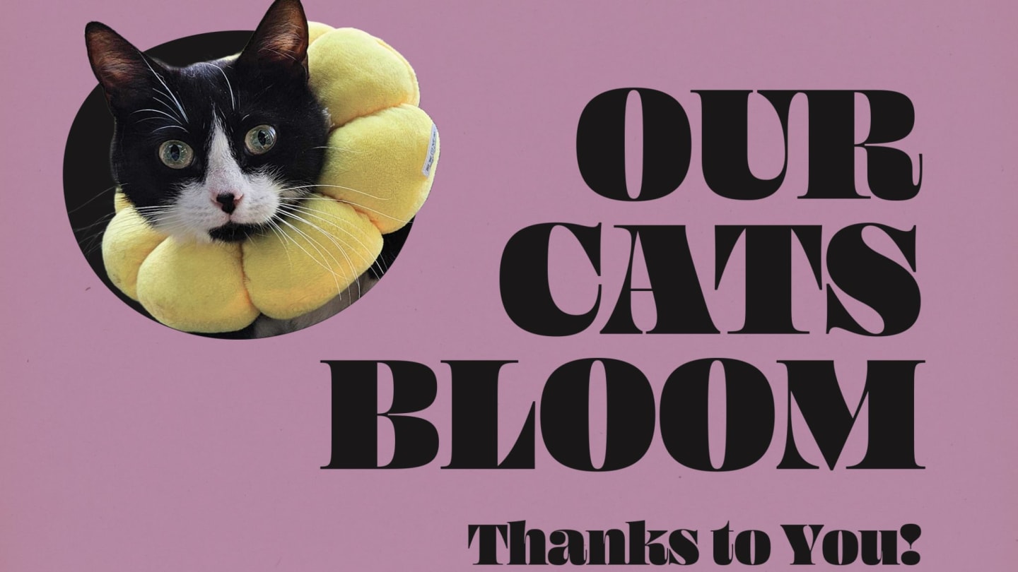 Our Cats Bloom