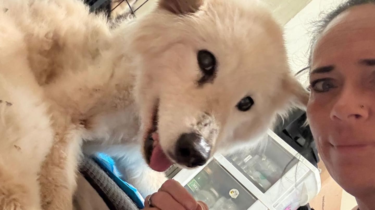 Howl Loud Like a Husky