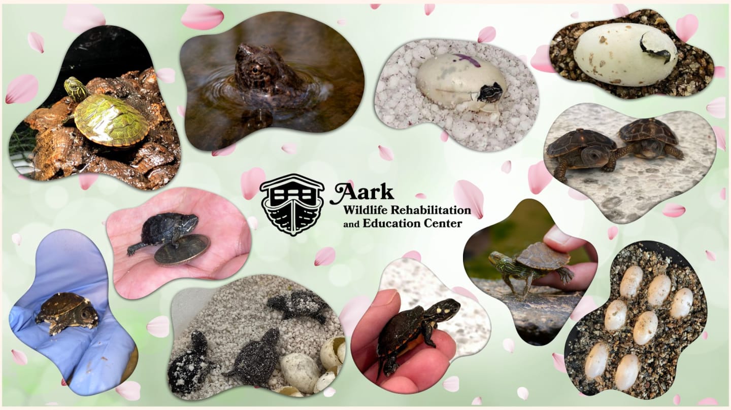 Turtle Incubator Fundraiser