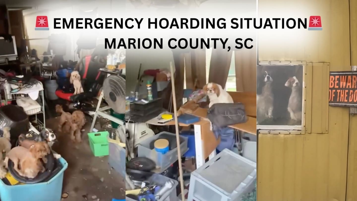 🚨 EMERGENCY RESCUE FUNDRAISER: 16 DOGS SAVED FROM HORRIFIC HOARDING ...