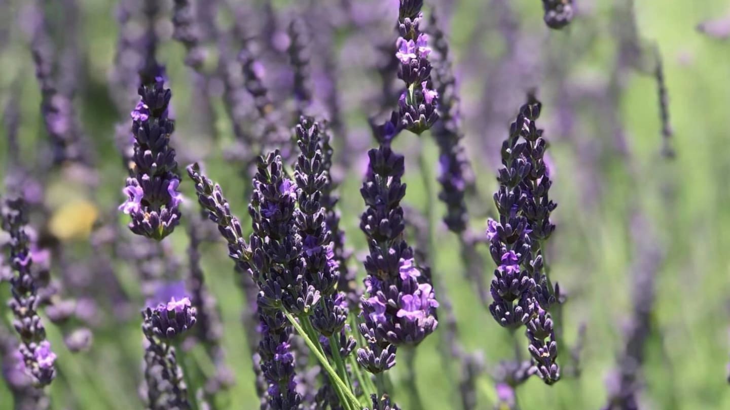 Purple Rain Lavender Farm Trip