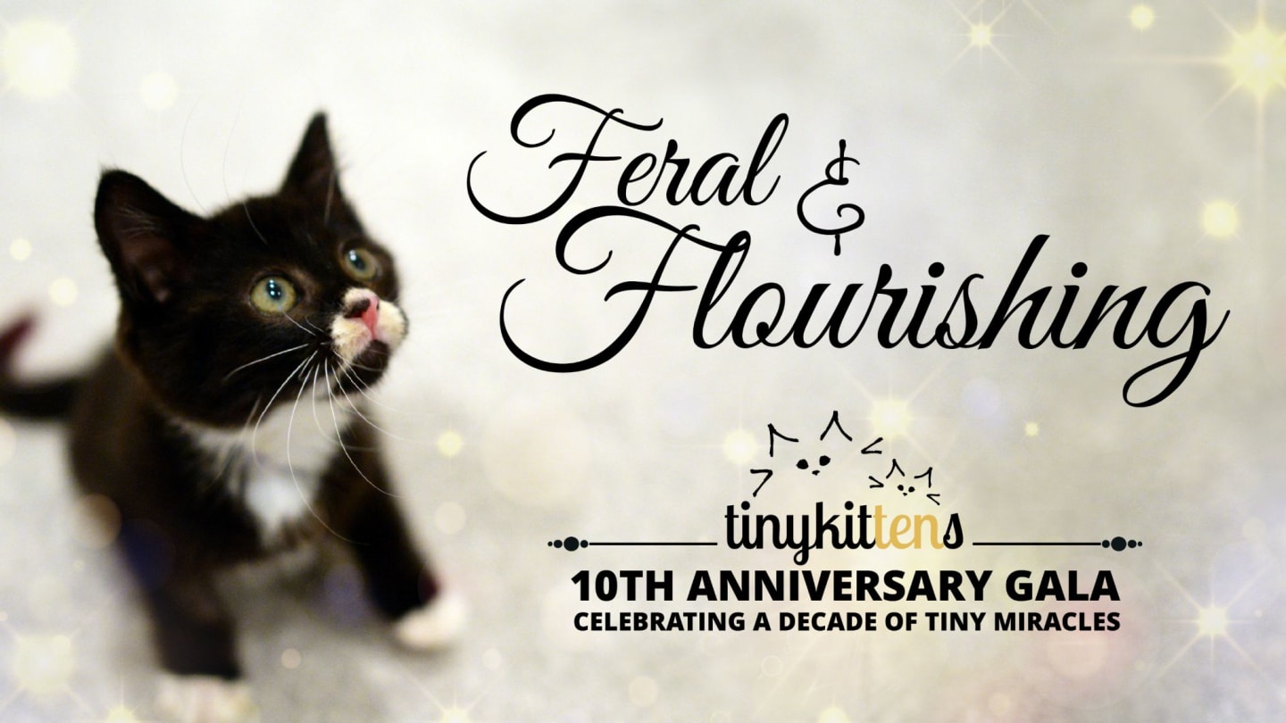 🐾 TinyKittens 10th Anniversary Gala