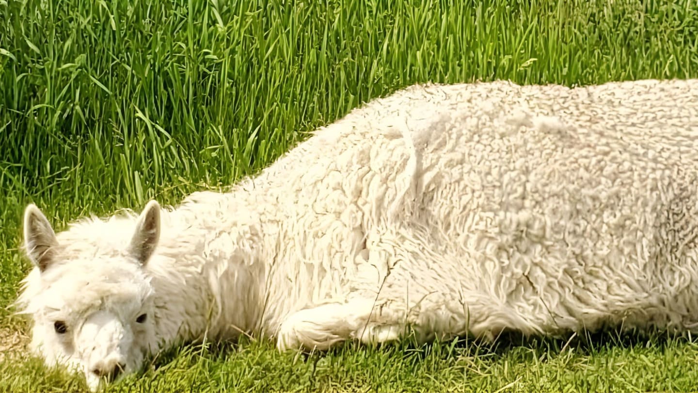 Larry the Injured Alpaca