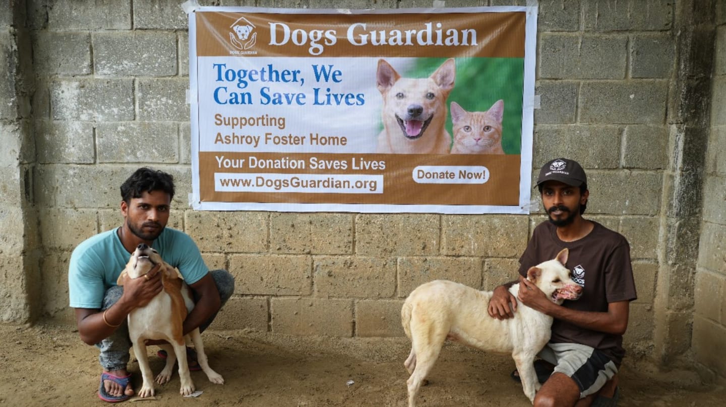 Build a Safe Haven for Stray Dogs