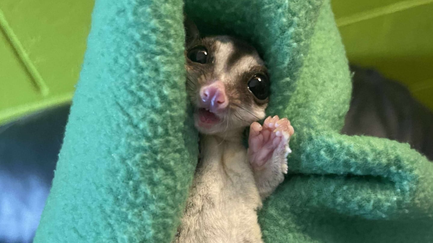 Help us give sweet Layla a fighting chance