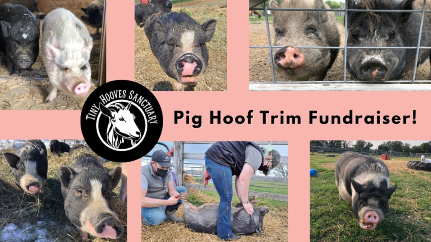 Pig Hoof & Tusk Trims