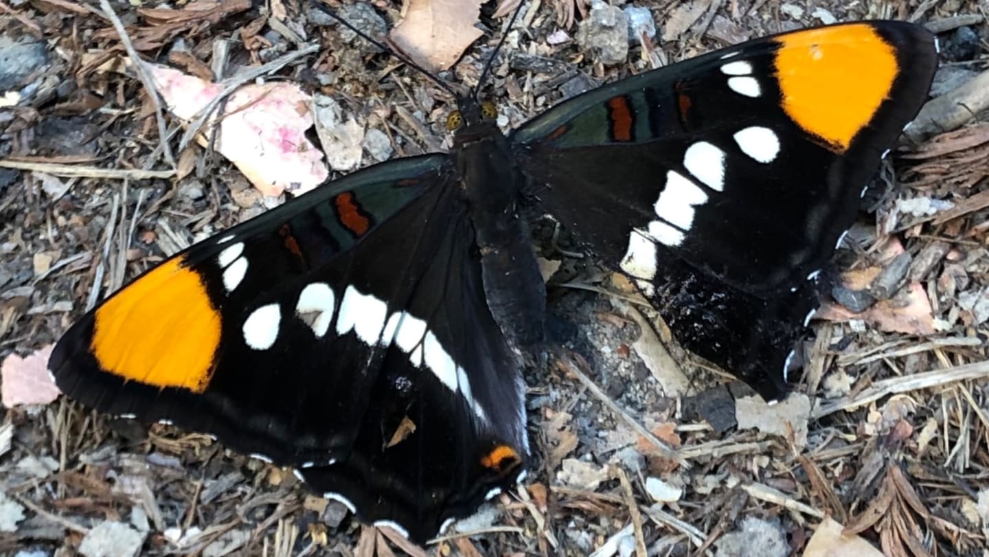 10 Common Native Butterflies & their Plants