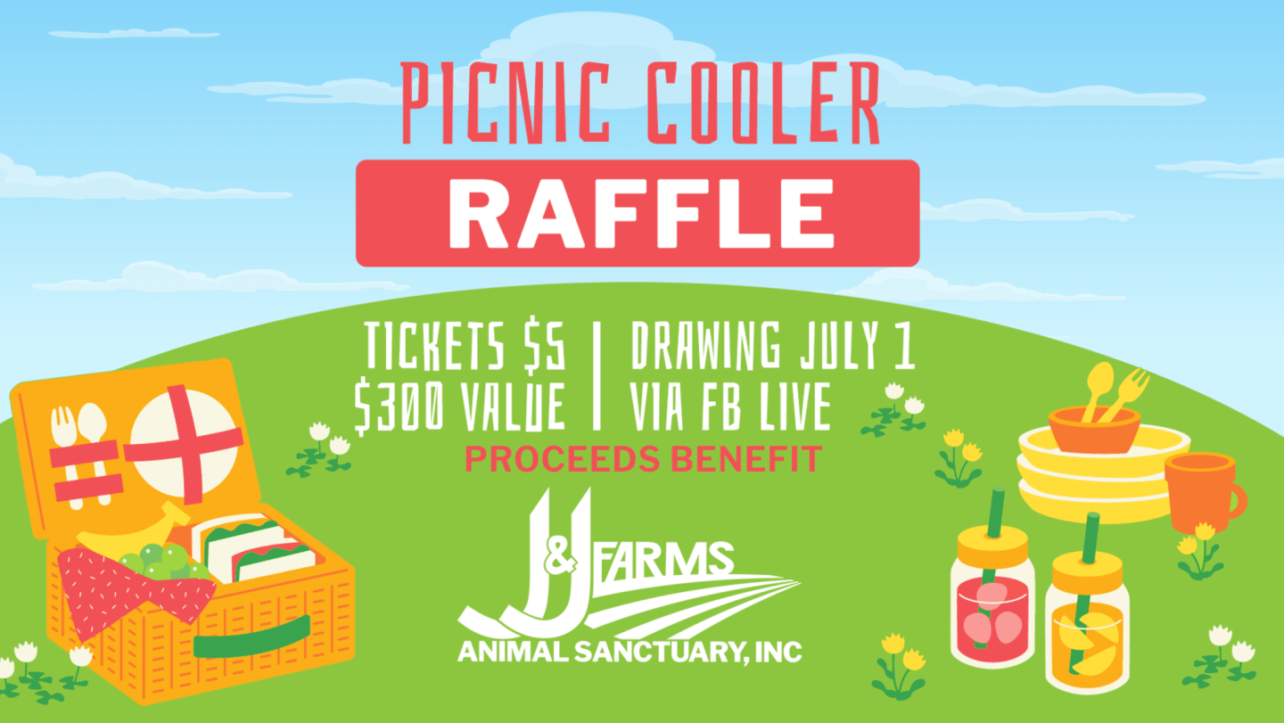 🍉 Picnic Cooler Raffle