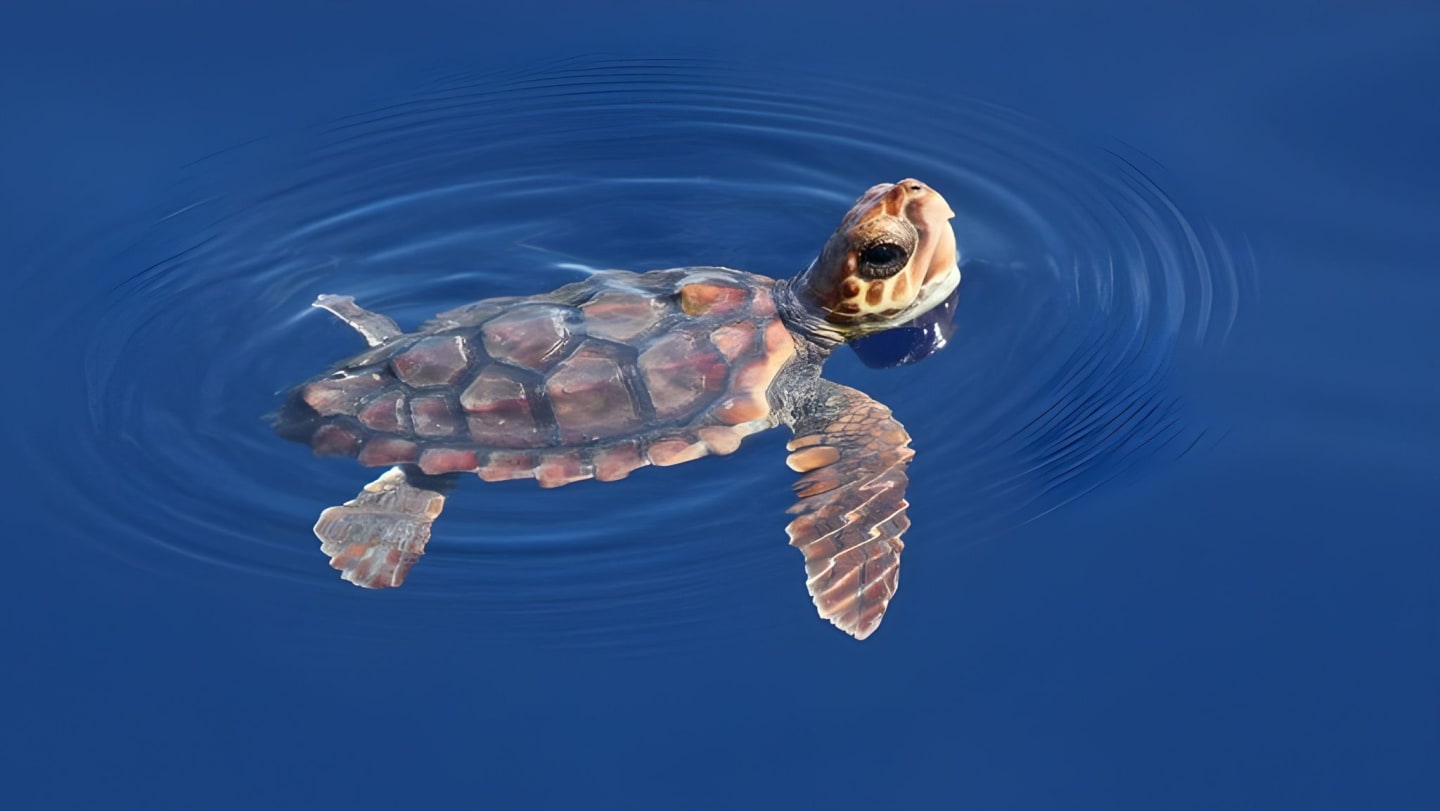 Sea Turtle Shellabration