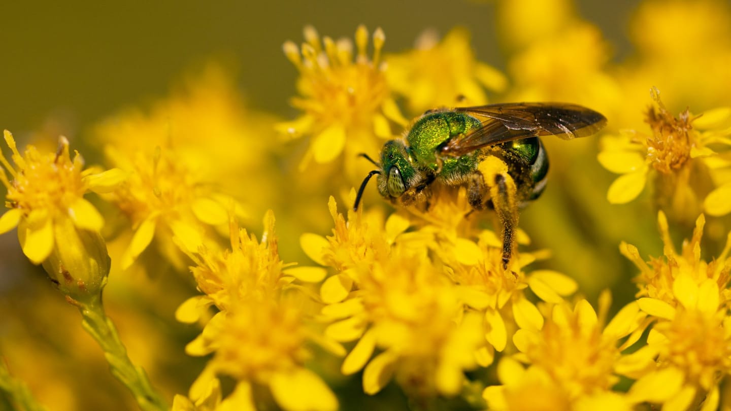 Bee Curious: A Closer Look at Florida’s Pollinators