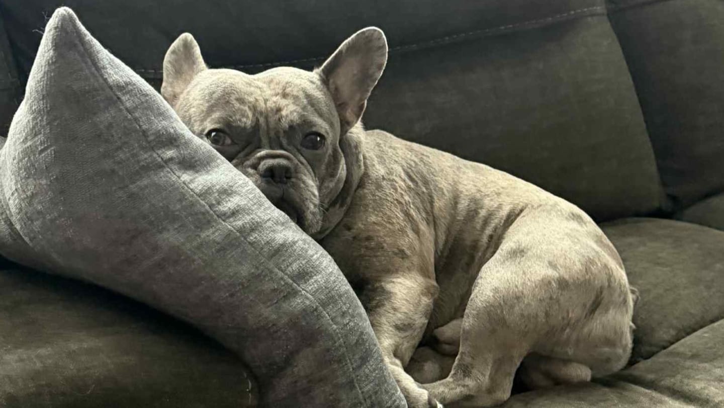 Milo needs lifesaving tumor removal Surgery