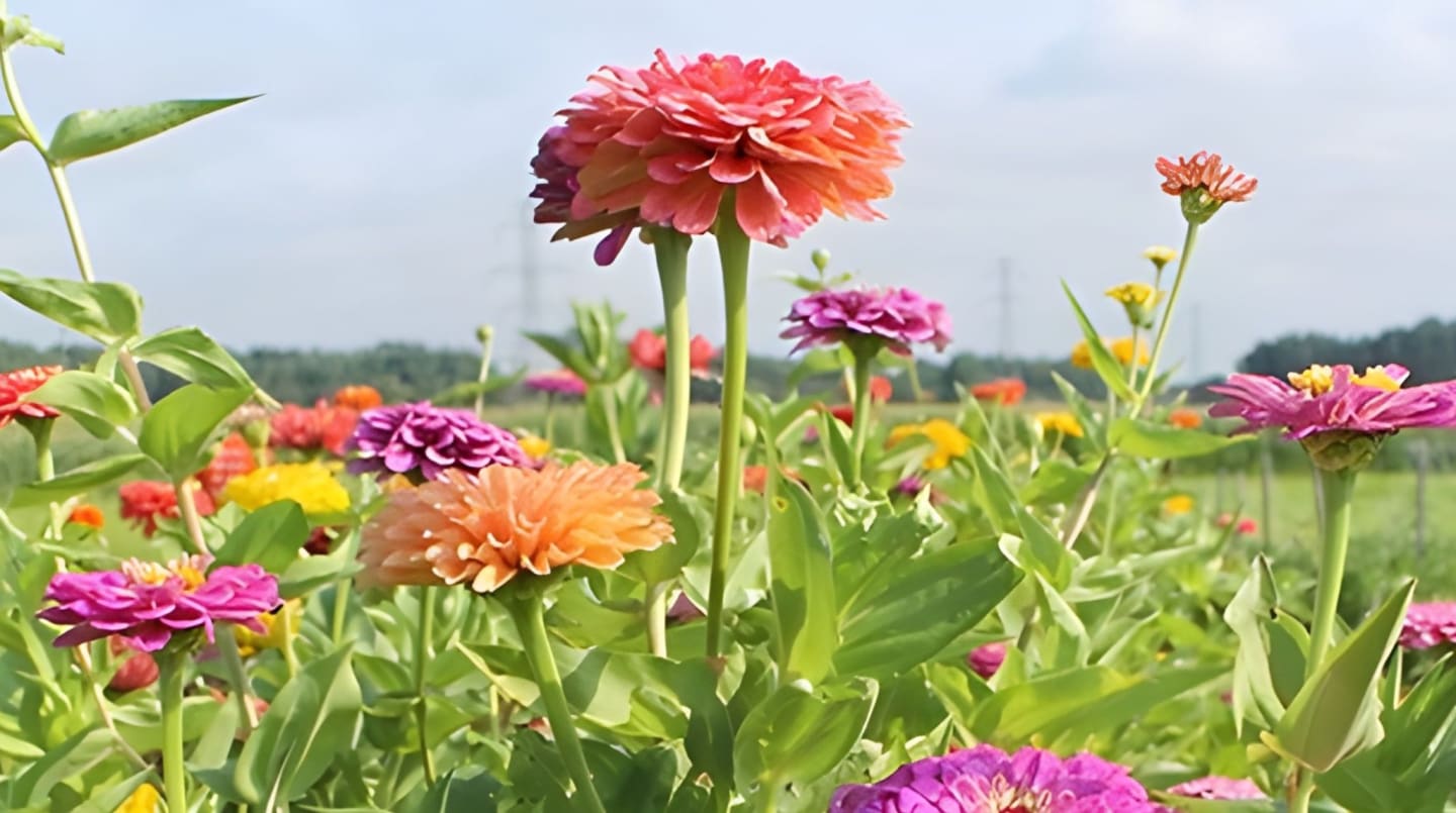 Cut Flower Workshop at The Carver Center