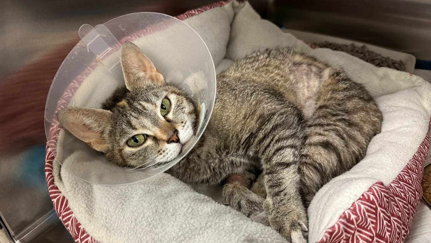 Donate to Save PENNY!