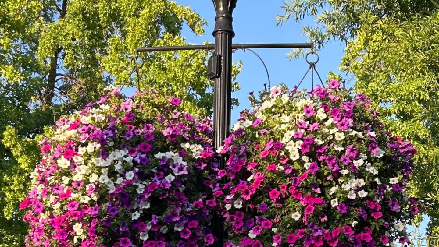 Help Petaluma Bloom—Sponsor a Downtown Flower Basket!