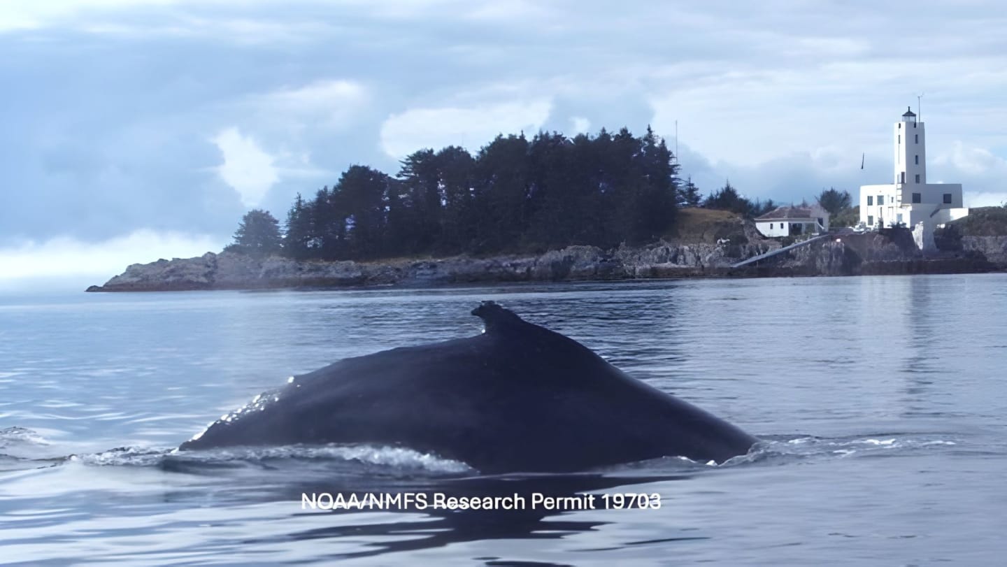Fund Continuing Research into Humpback Whale Aerial Sounds at Five ...