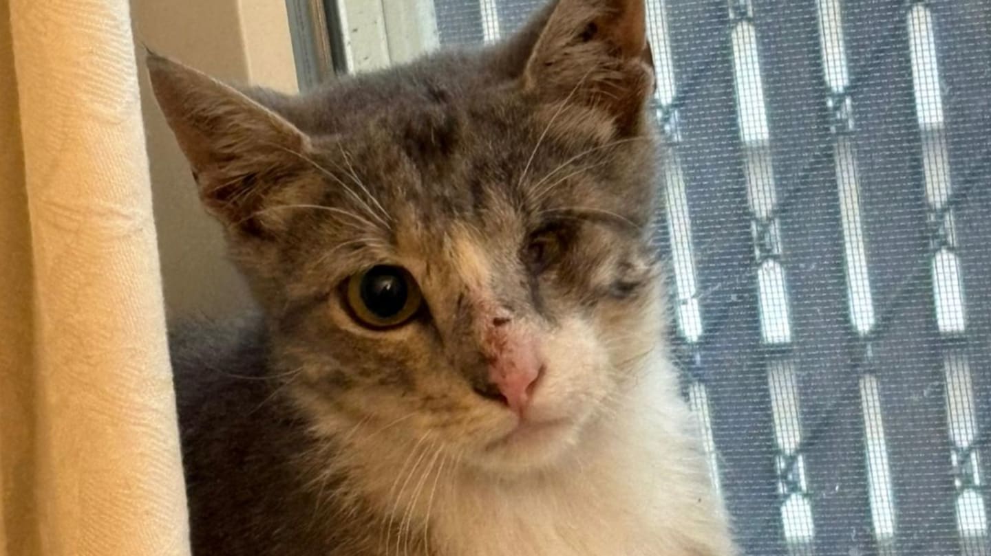 Poor Eclipse Was Found With A Burst Eye