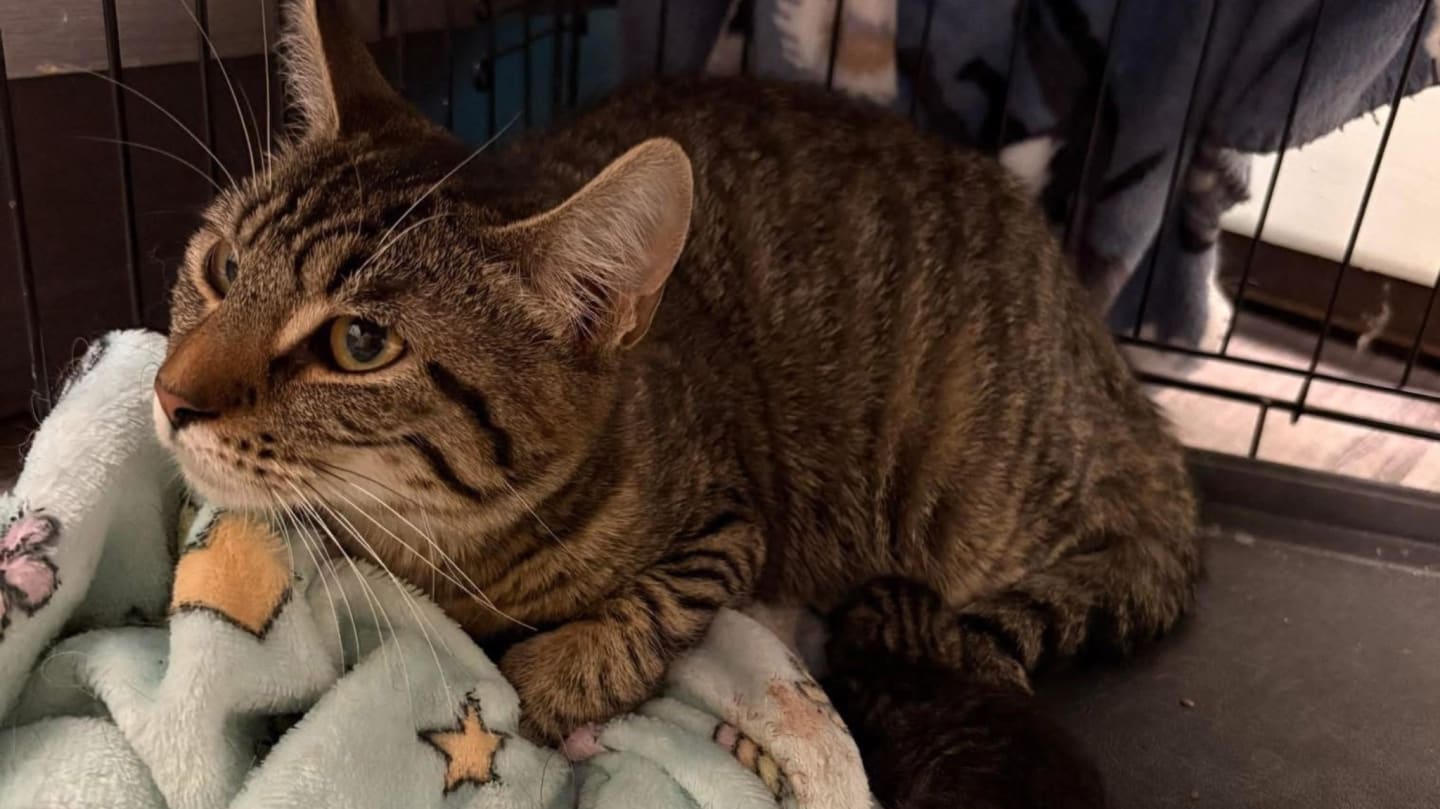 Donate to save kitties
