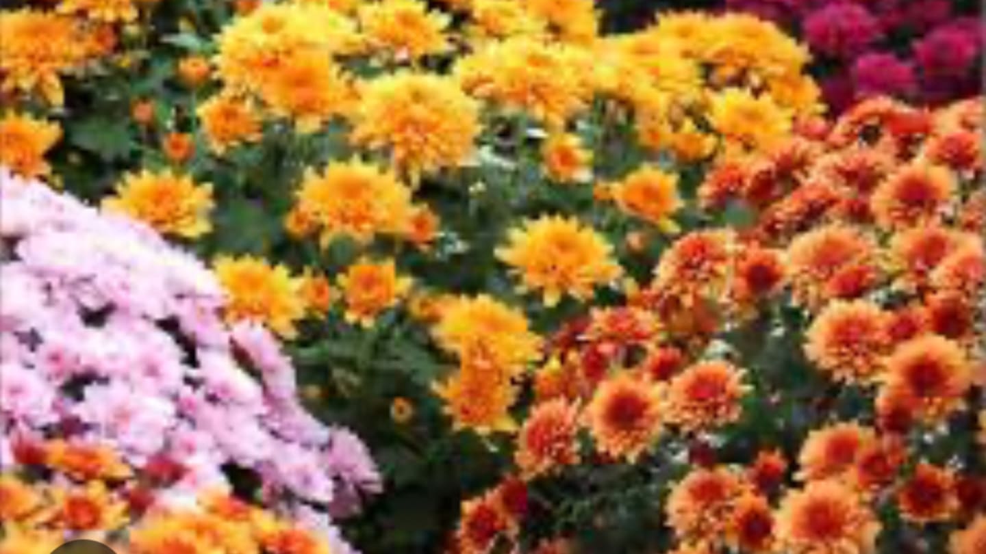 Fall Mums Sale