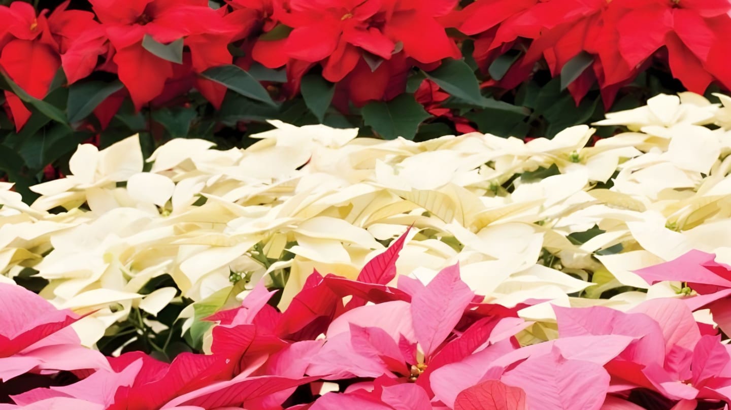 CPHS Color Guard Poinsettia Fundraiser