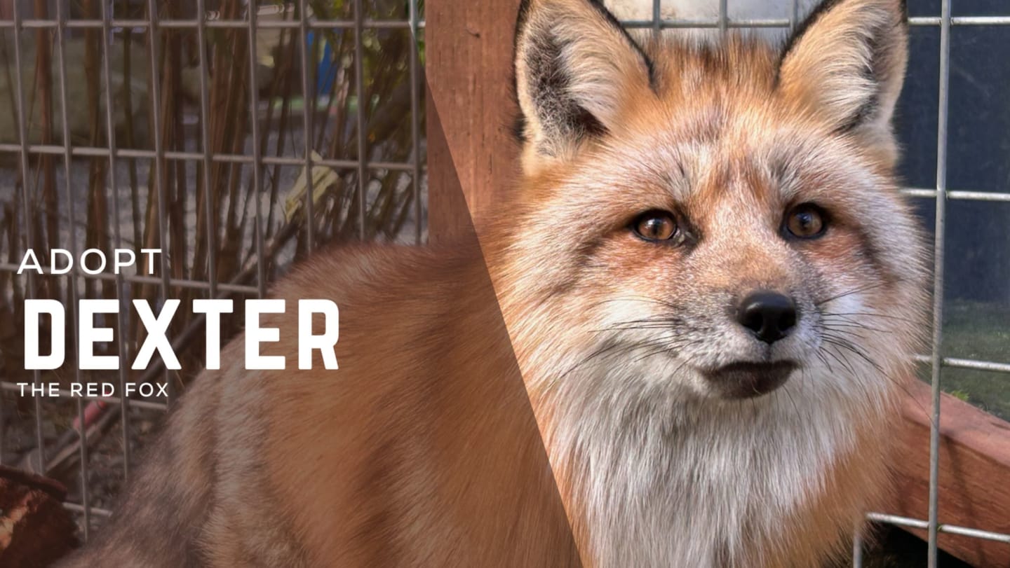 ADOPT DEXTER THE FOX