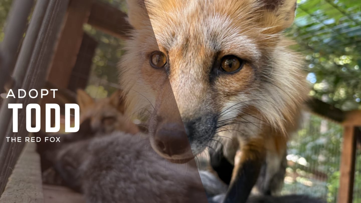 ADOPT TODD THE FOX