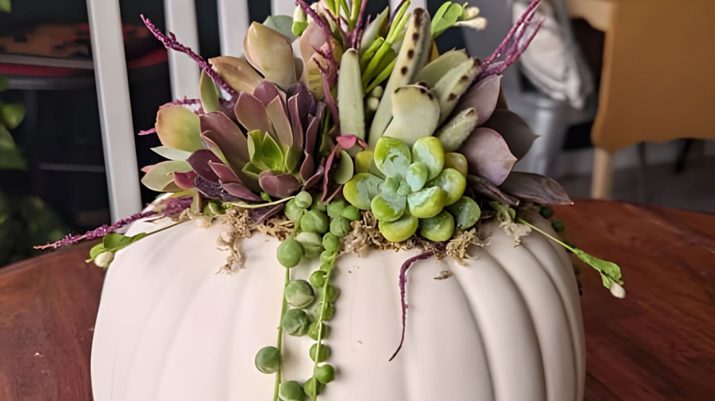 Planted Pumpkin Workshop with Steph's Sprouts - September 29th
