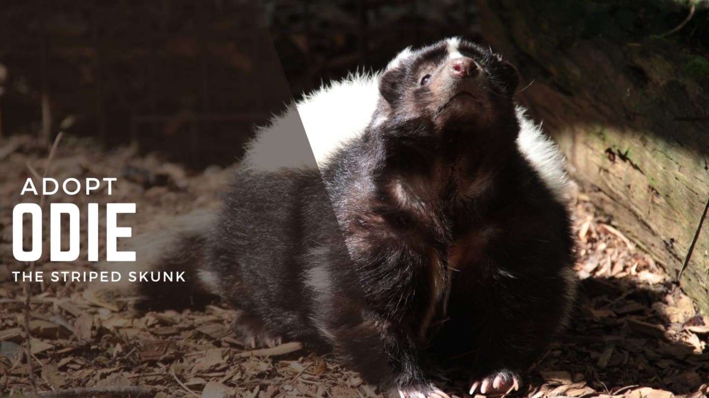 ADOPT ODIE THE SKUNK
