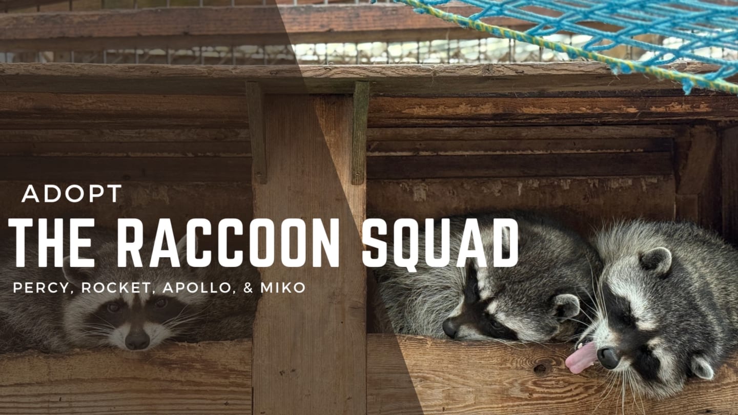 ADOPT THE RACCOON SQUAD