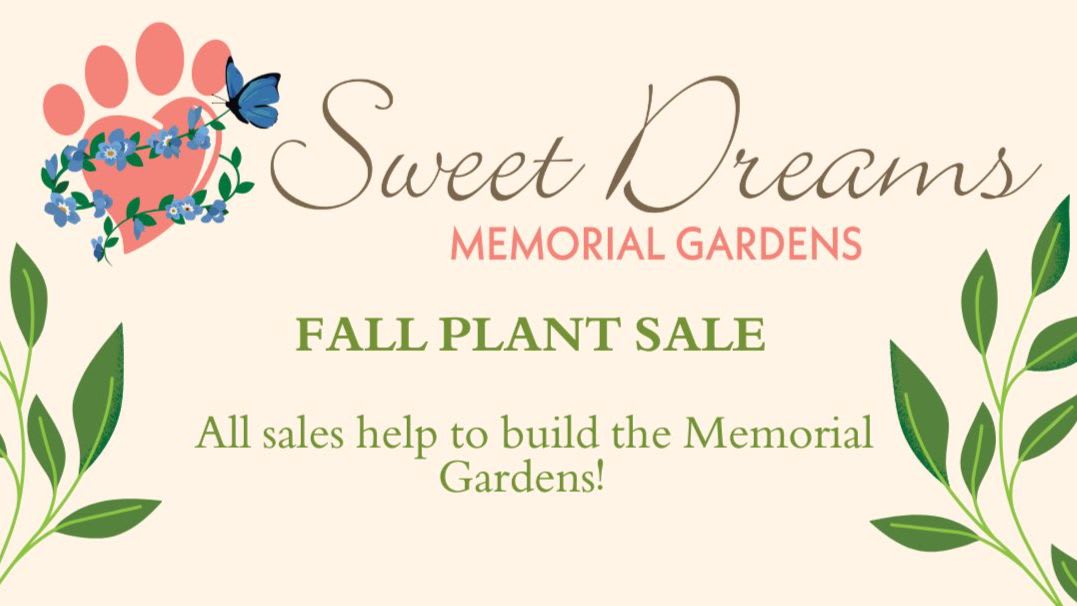 Sweet Dreams Memorial Gardens Fall Plant Sale PRESALE Single Cups