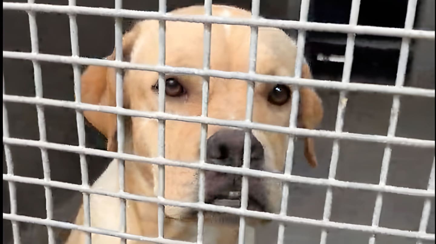 Redemption Rides Again: 8 Years, 100+ Dogs