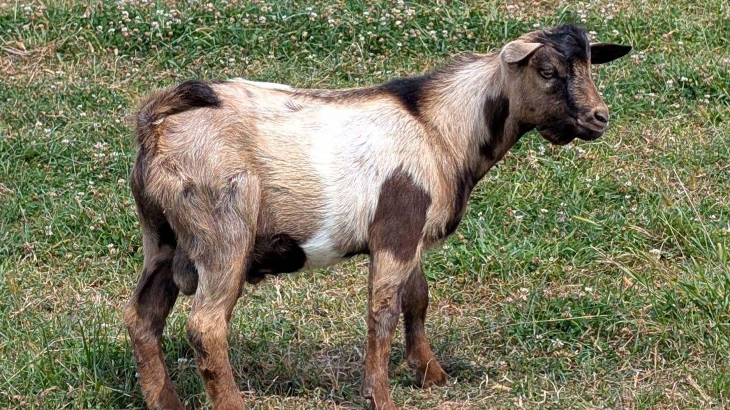 Goat Flower Farm Whirlwind - Mason Dixon Myotonic Goat Club Buck Kid Raffle