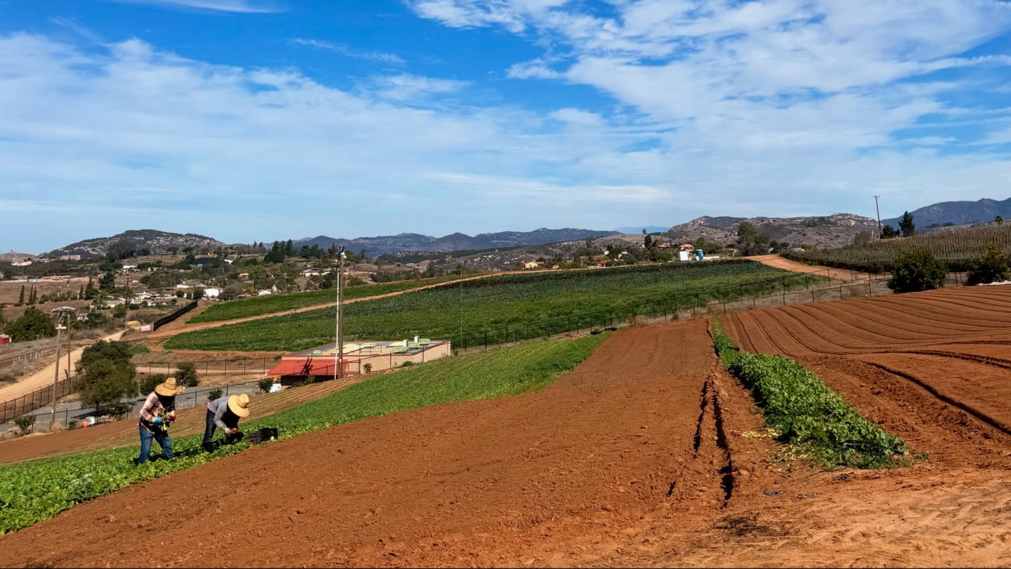 Berry Good Food Town Hall