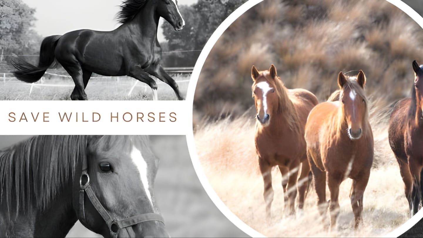 Help me save the Wild Horses!