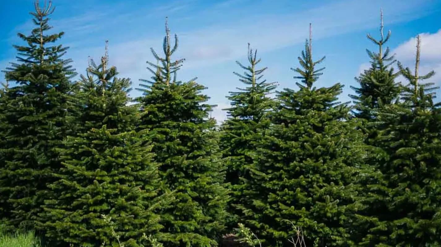 Ashley Down PSA Christmas Trees