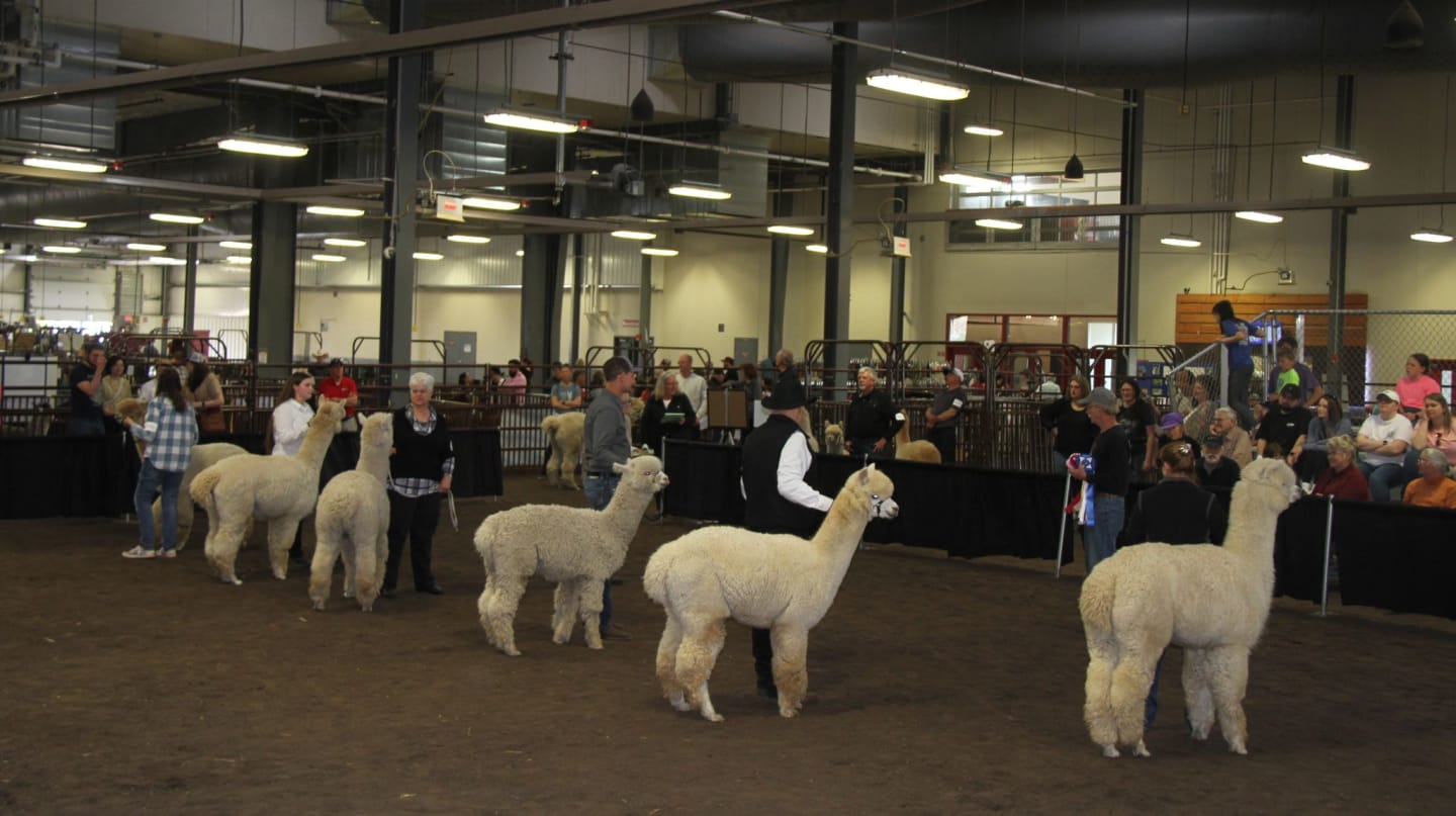 2026 GMAF/WISAFF Alpaca Shows