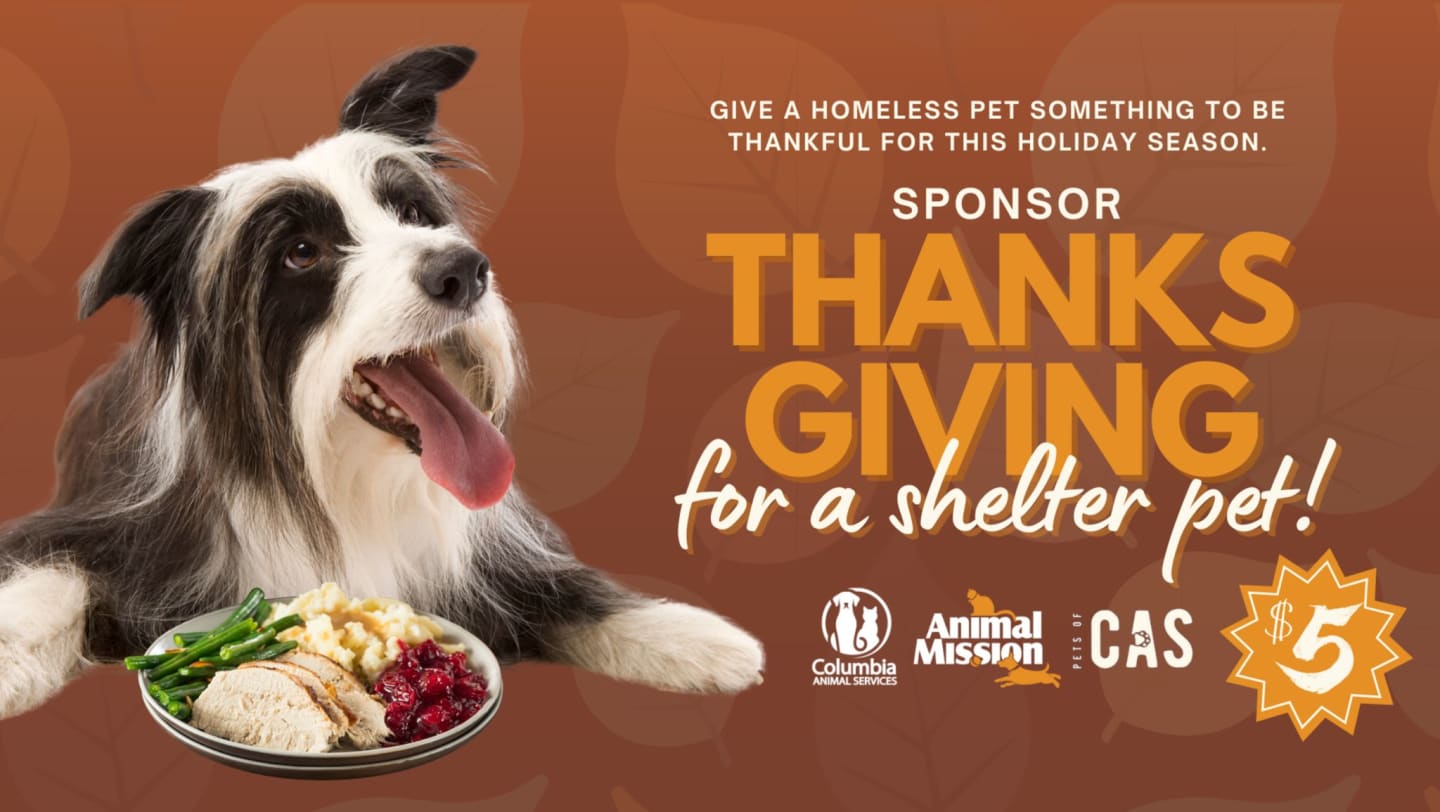 Feed a Shelter Pet This Thanksgiving!