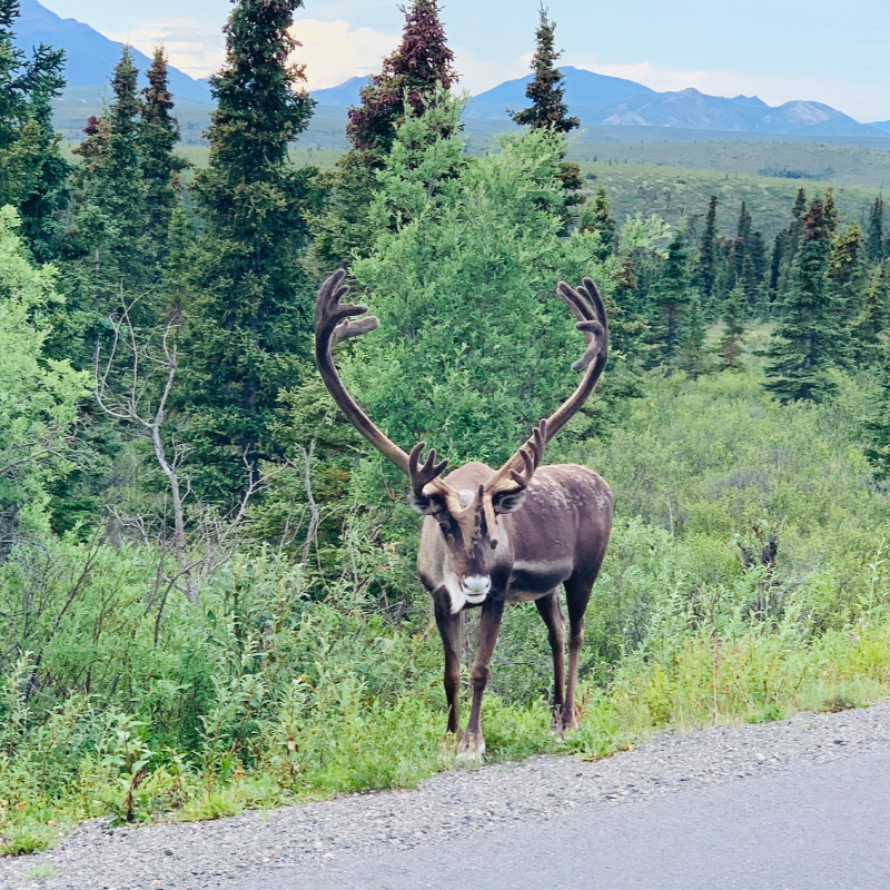 Governor's Killey River Caribou Tag (SC608)