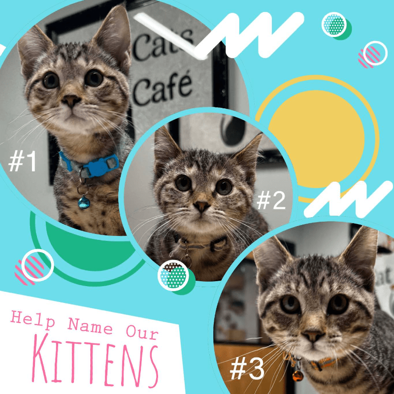 Help Name Our Kittens - Round One