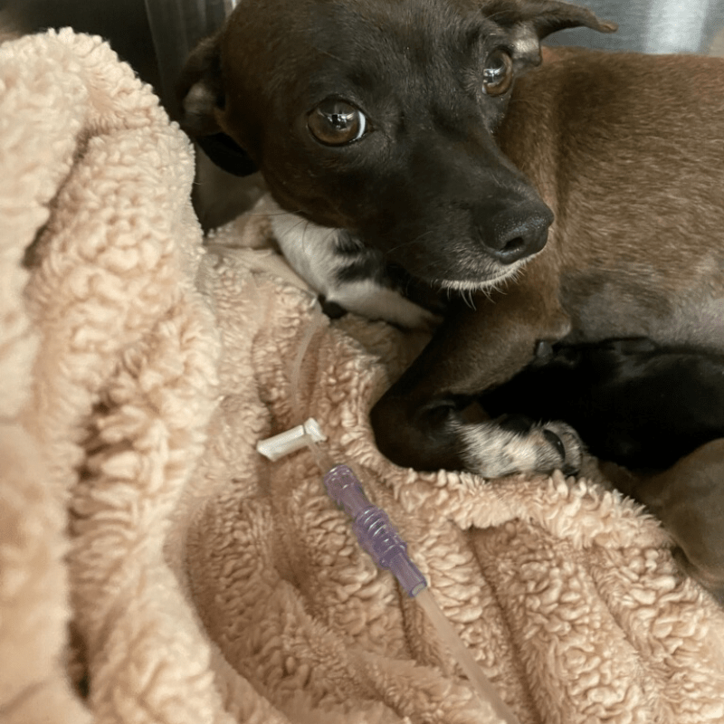 Peyton Emergency Puppy Delivery