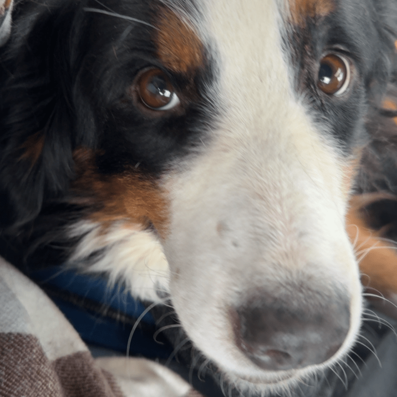 Sandy's Heart worm Treatment & Medical Care