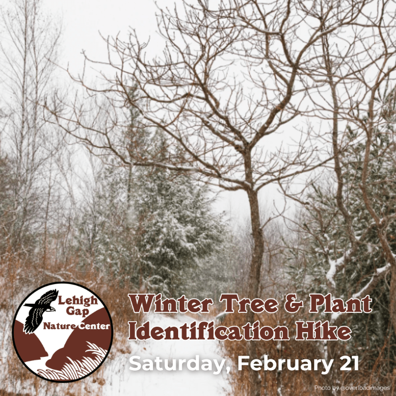 Winter Tree & Plant Identification Hike