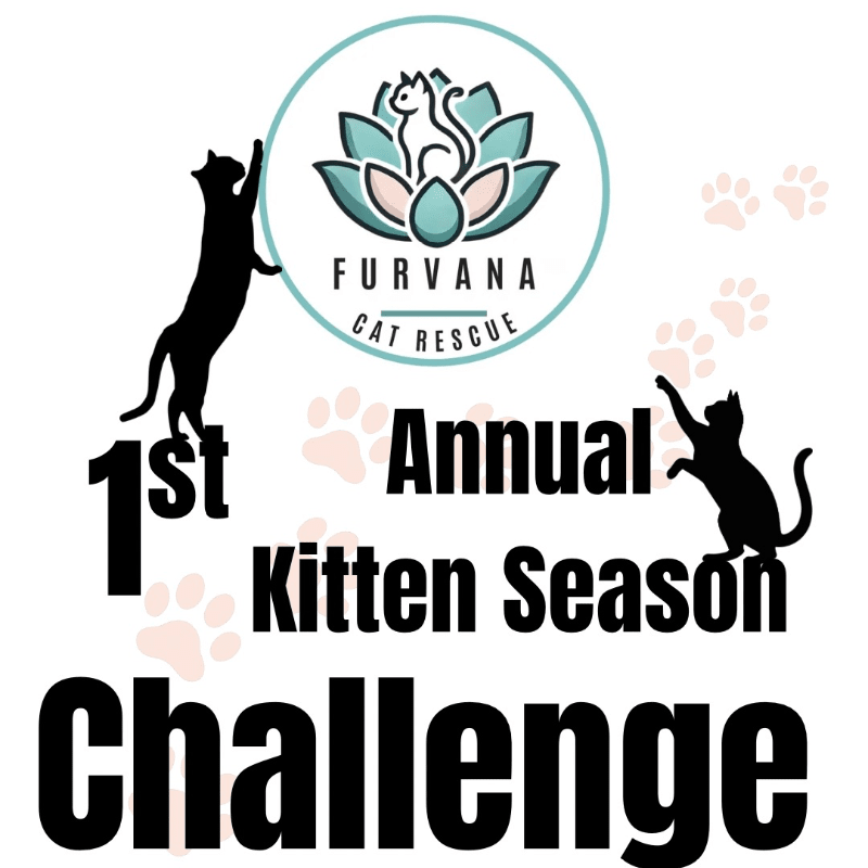 Annual Kitten Season Challenge