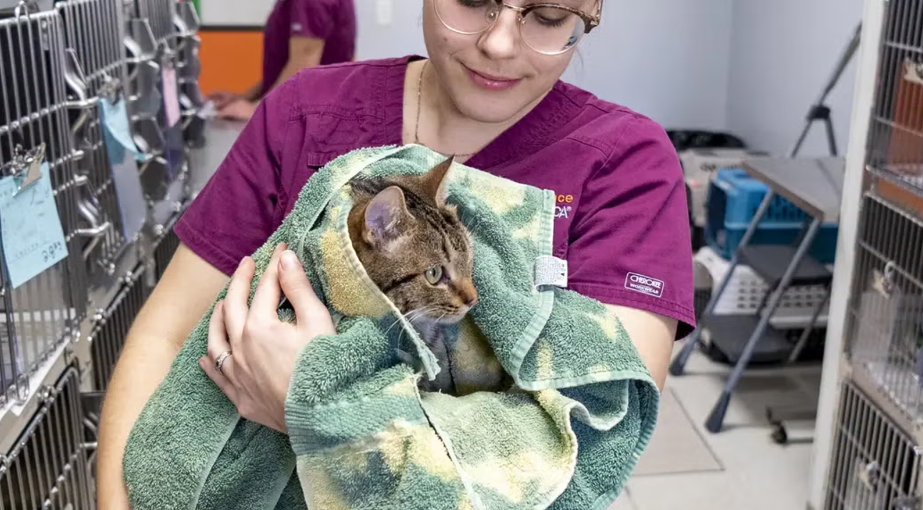 Keep It Affordable: CNY Spay & Neuter Fund