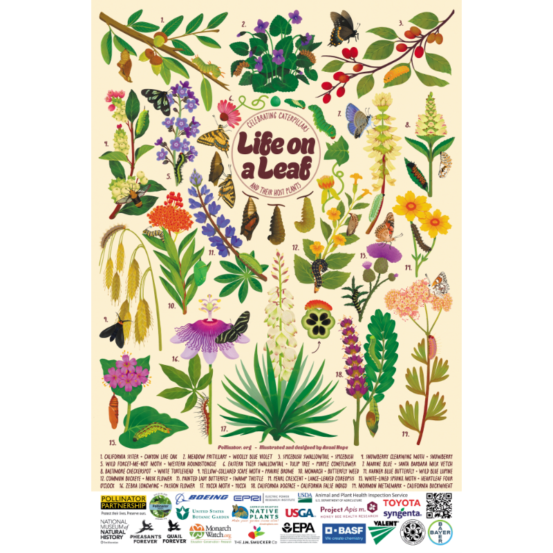 2026 Pollinator Poster Pre-Order