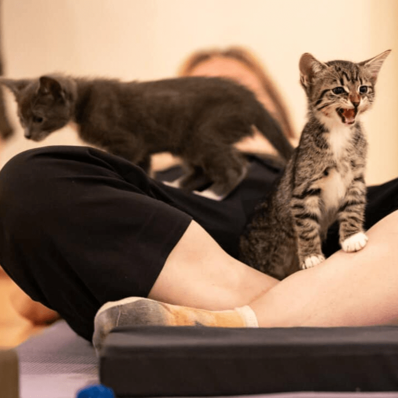 Edmonton International Cat Festival Society