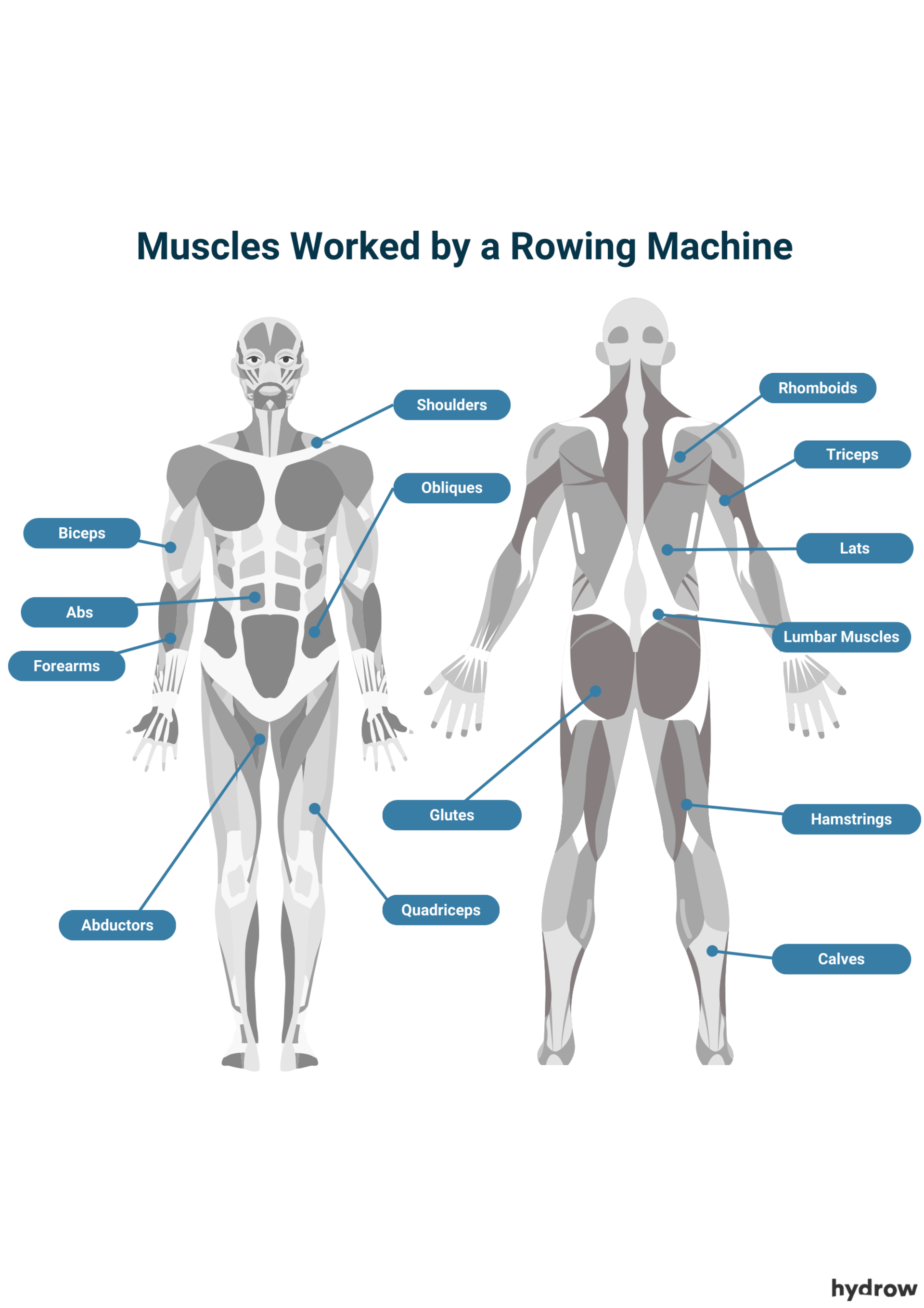 What Muscles Does a Rowing Machine Work? Full-Body Benefits Explained ...