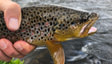 The Rolling J Ranch – The Highest Gold Medal Trout Water in the World